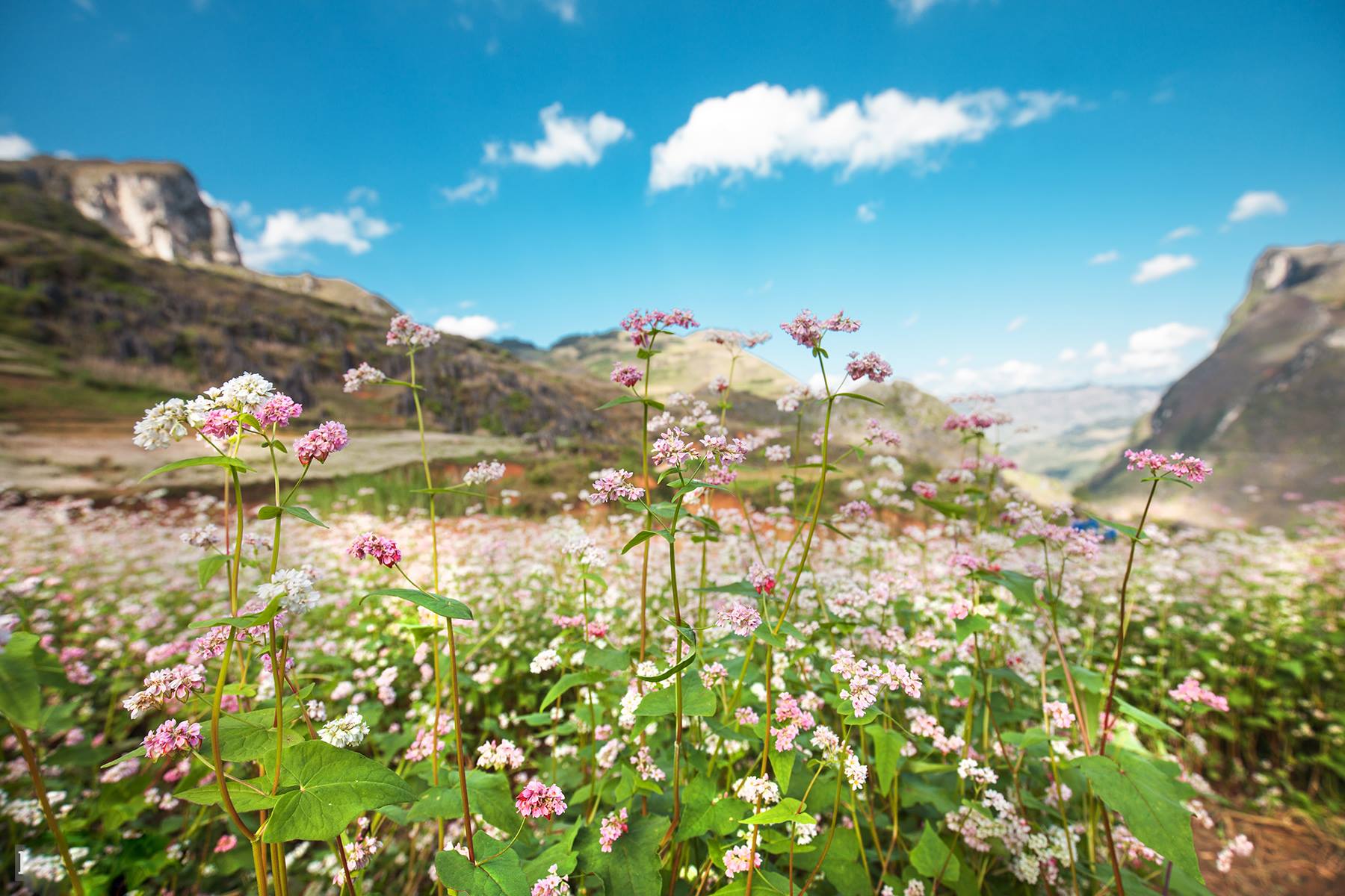 Đắm chìm trong vẻ đẹp của hoa tam giác mạch Hà Giang | AP TRAVEL